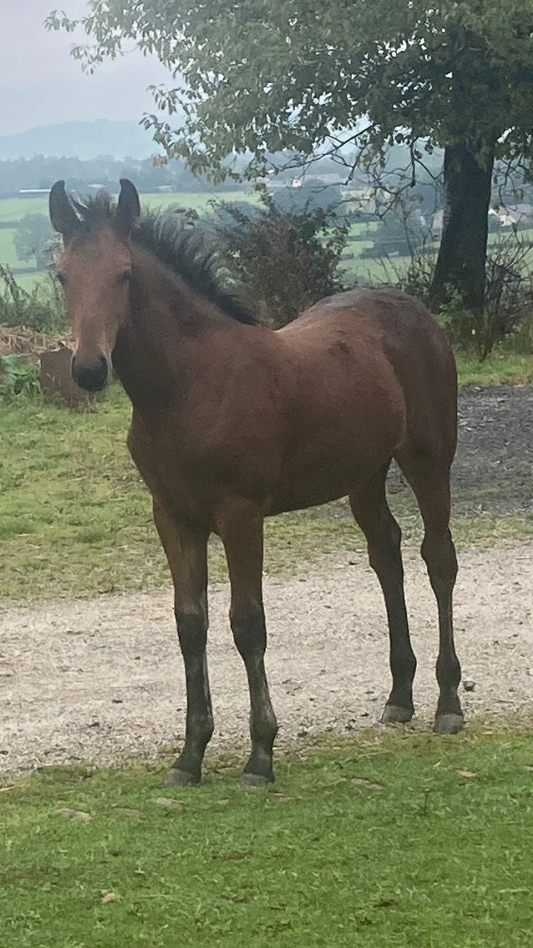 The Cleveland Bay Horse Society