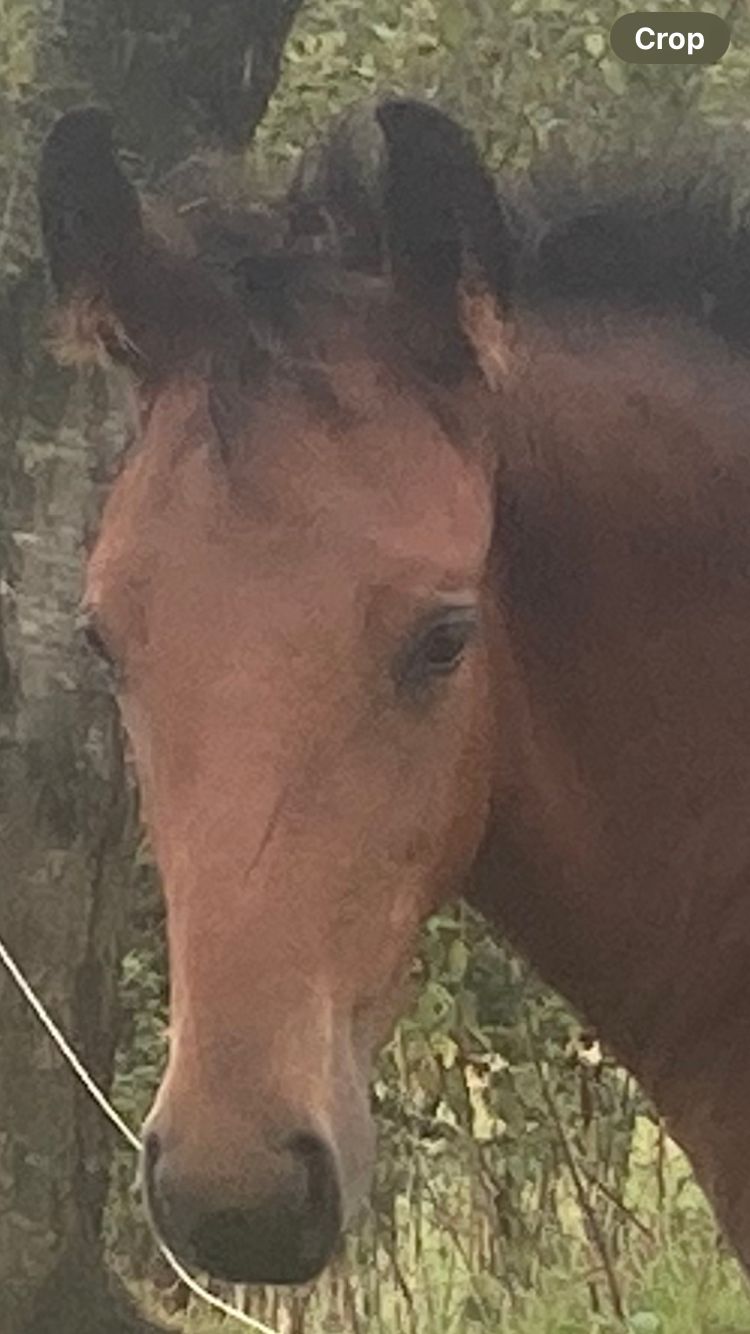 The Cleveland Bay Horse Society