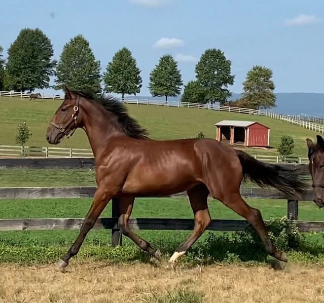 The Cleveland Bay Horse Society