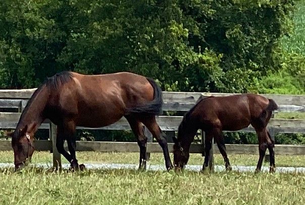 The Cleveland Bay Horse Society