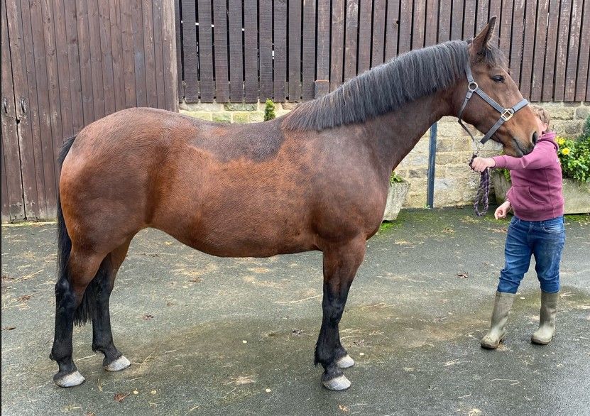 The Cleveland Bay Horse Society