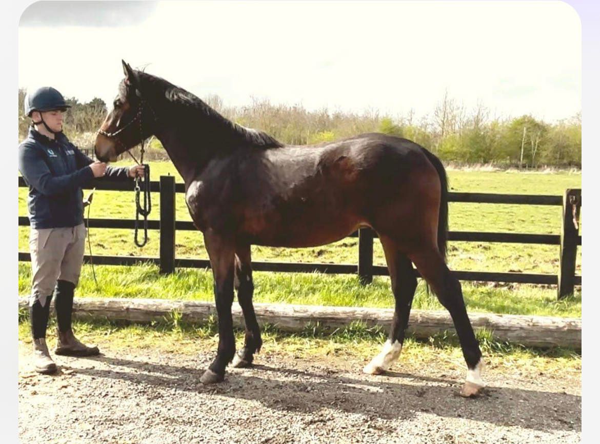 The Cleveland Bay Horse Society