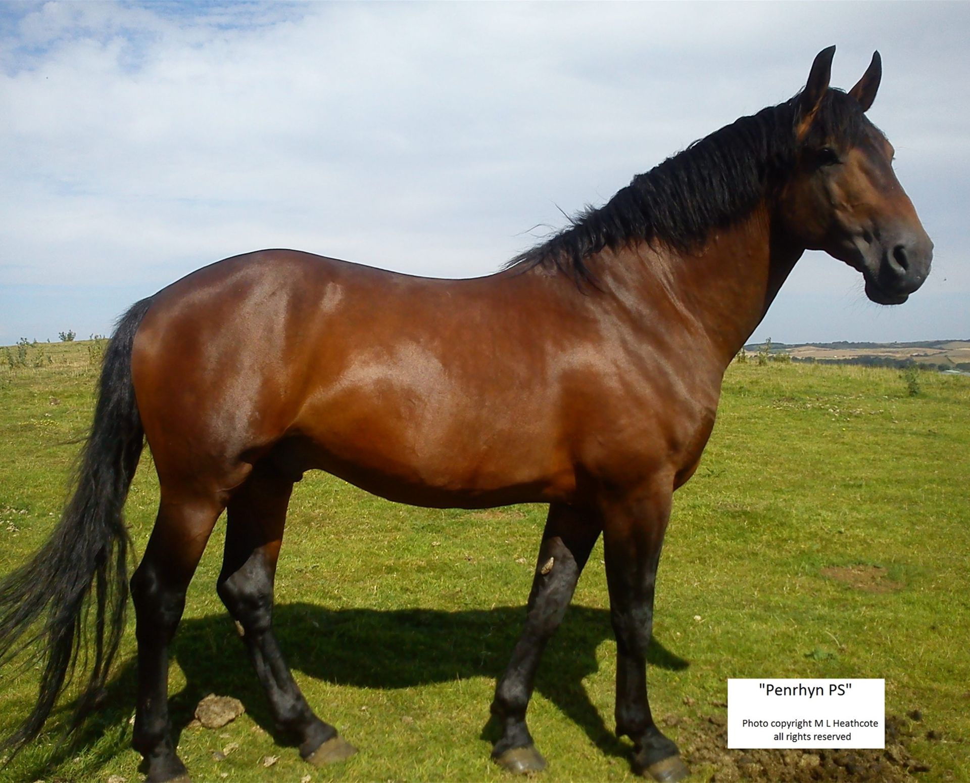 The Cleveland Bay Horse Society