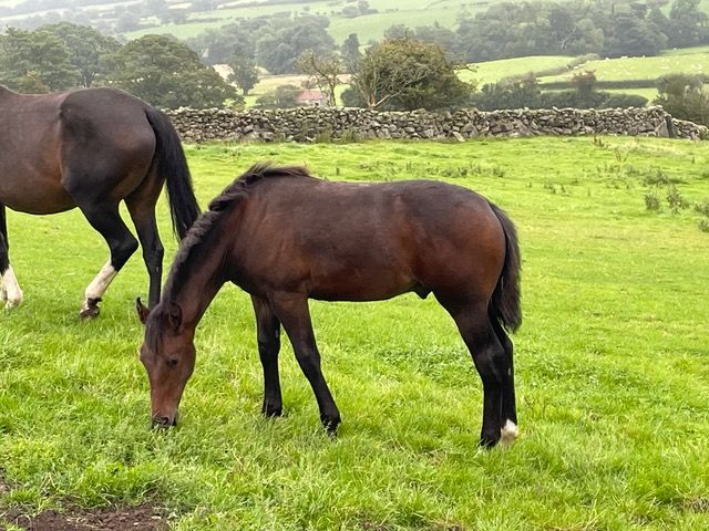 The Cleveland Bay Horse Society