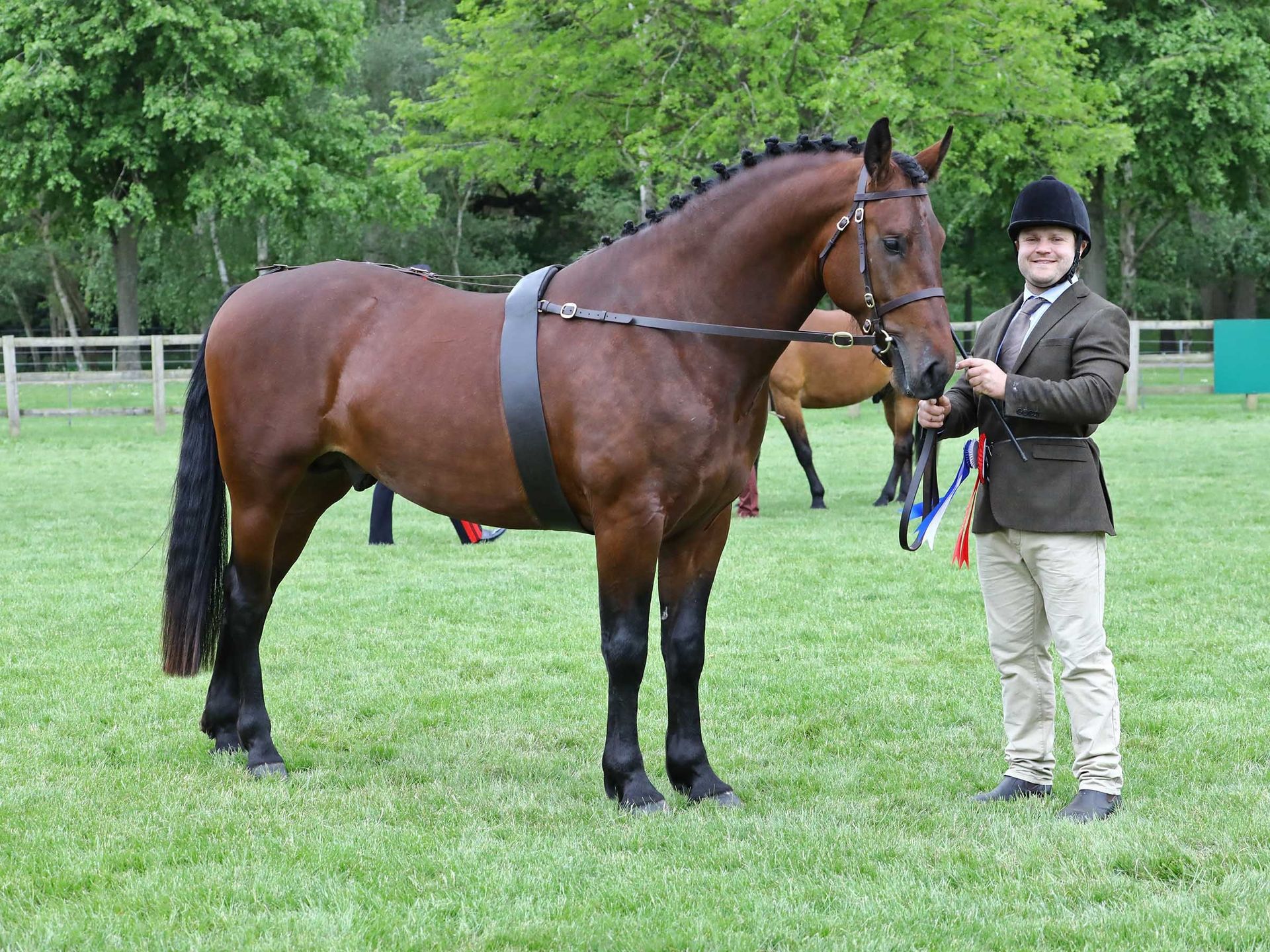 The Cleveland Bay Horse Society