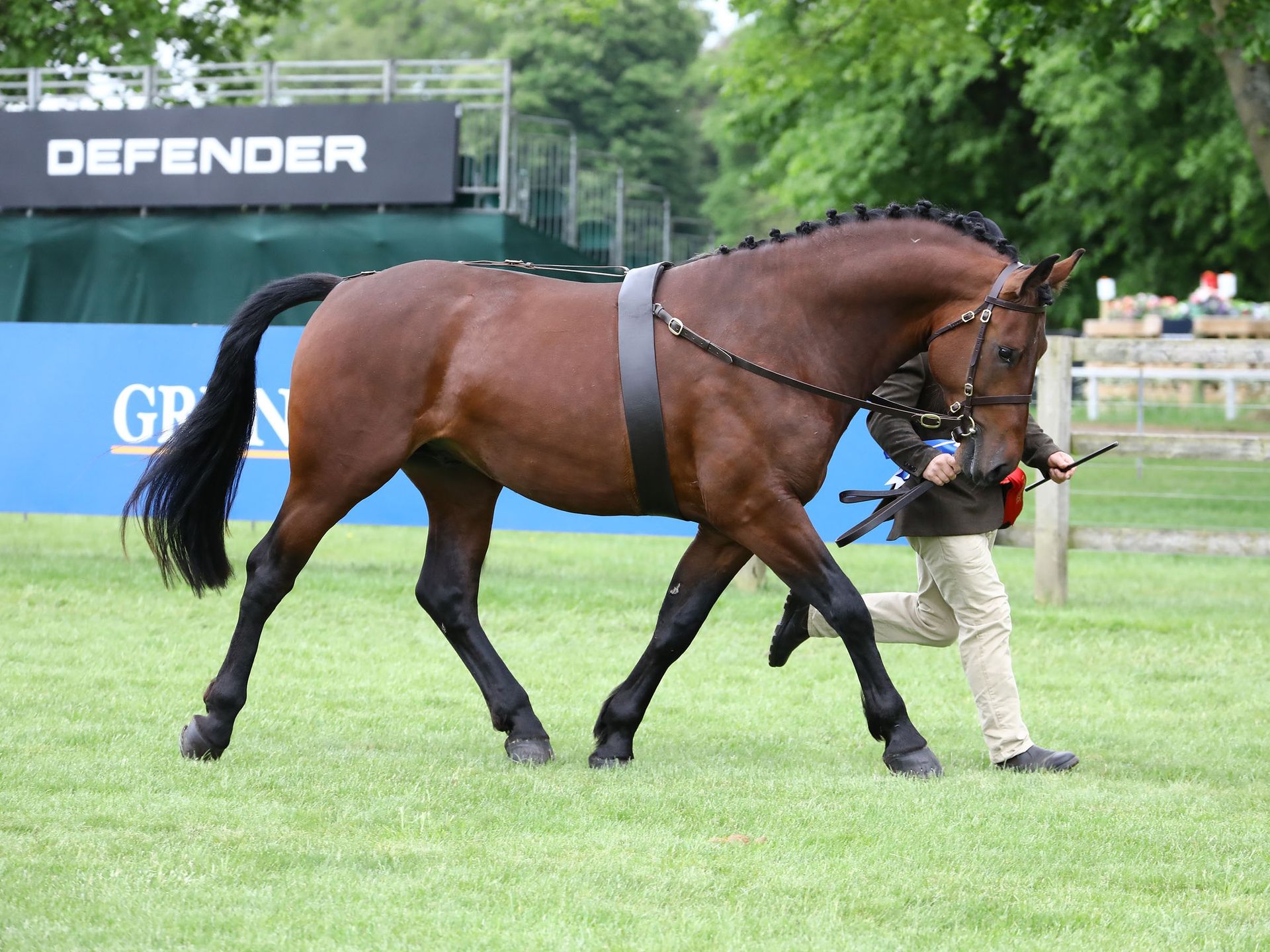 The Cleveland Bay Horse Society