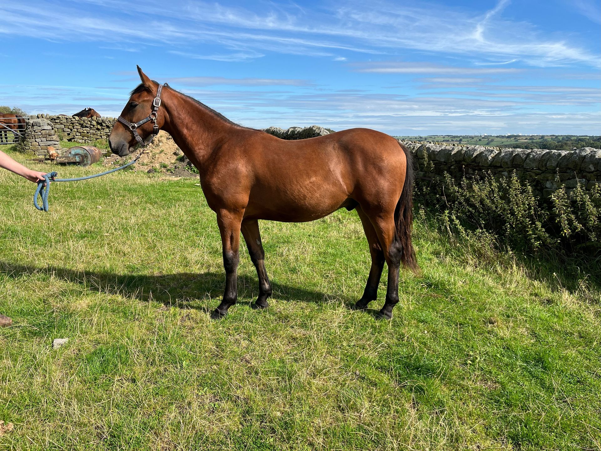 The Cleveland Bay Horse Society