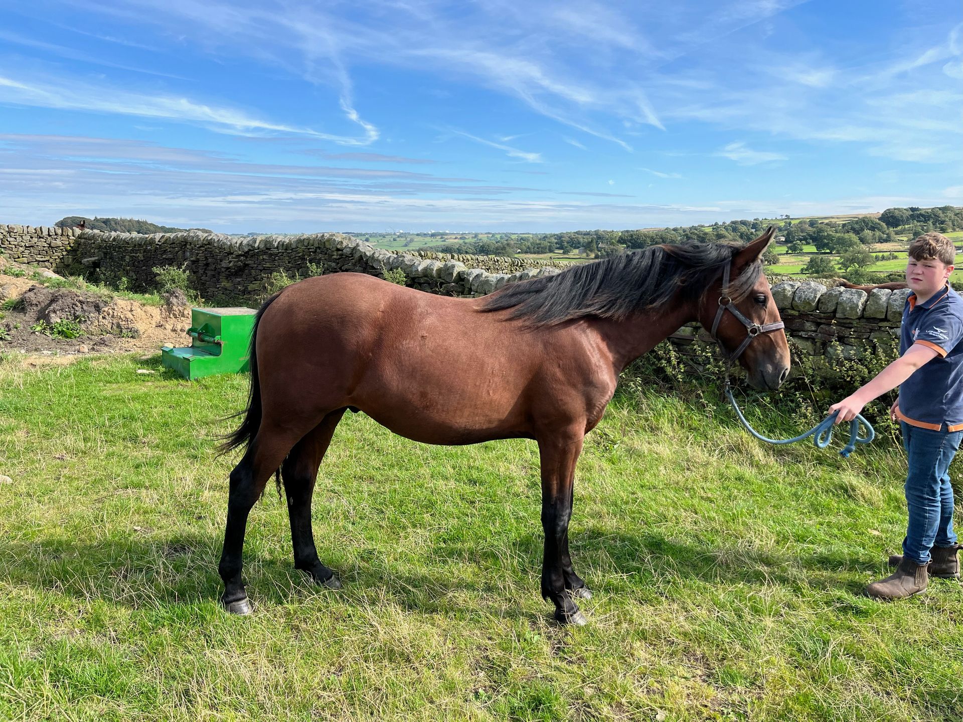 The Cleveland Bay Horse Society