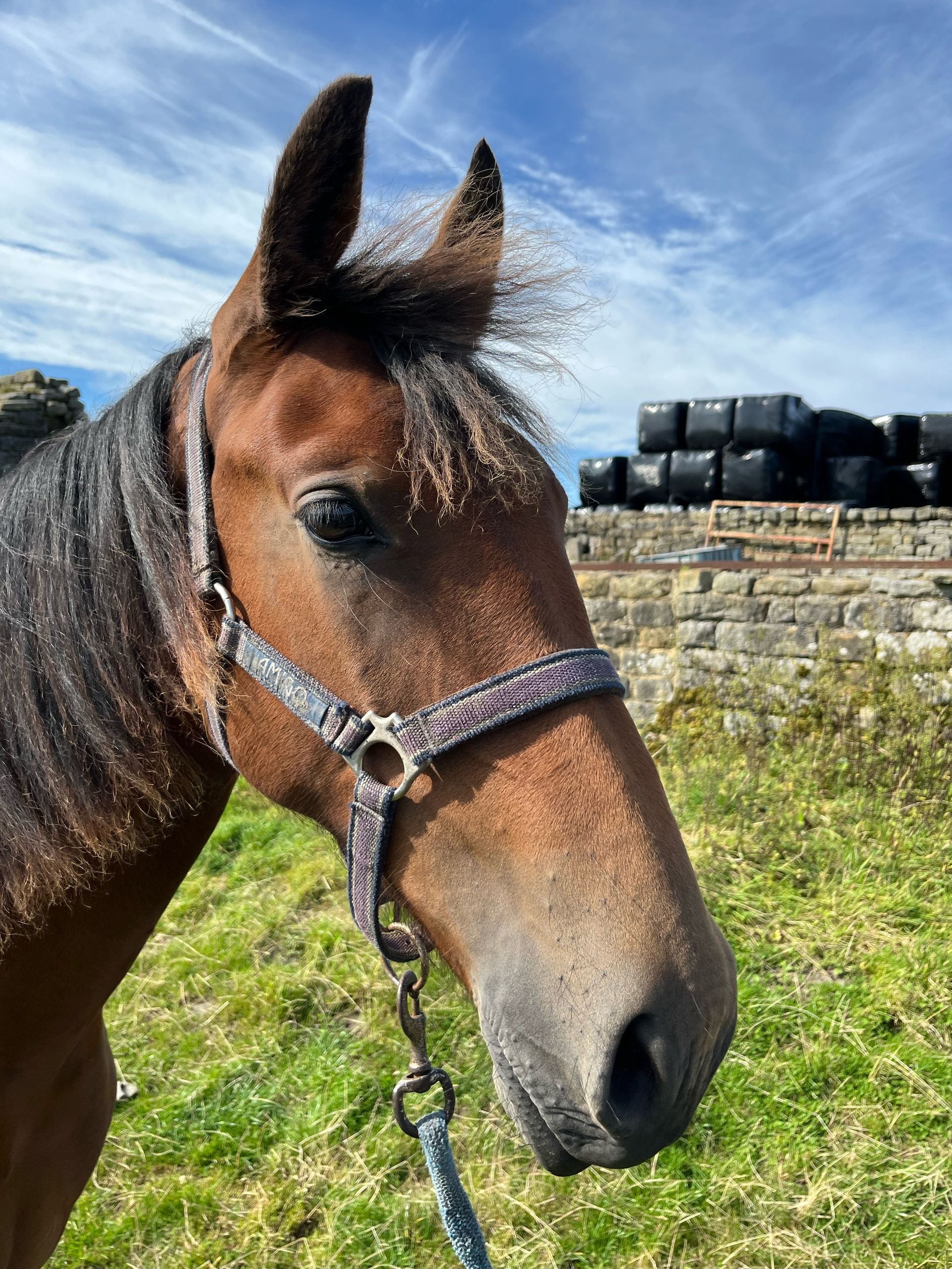 The Cleveland Bay Horse Society