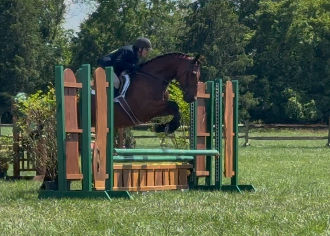The Cleveland Bay Horse Society