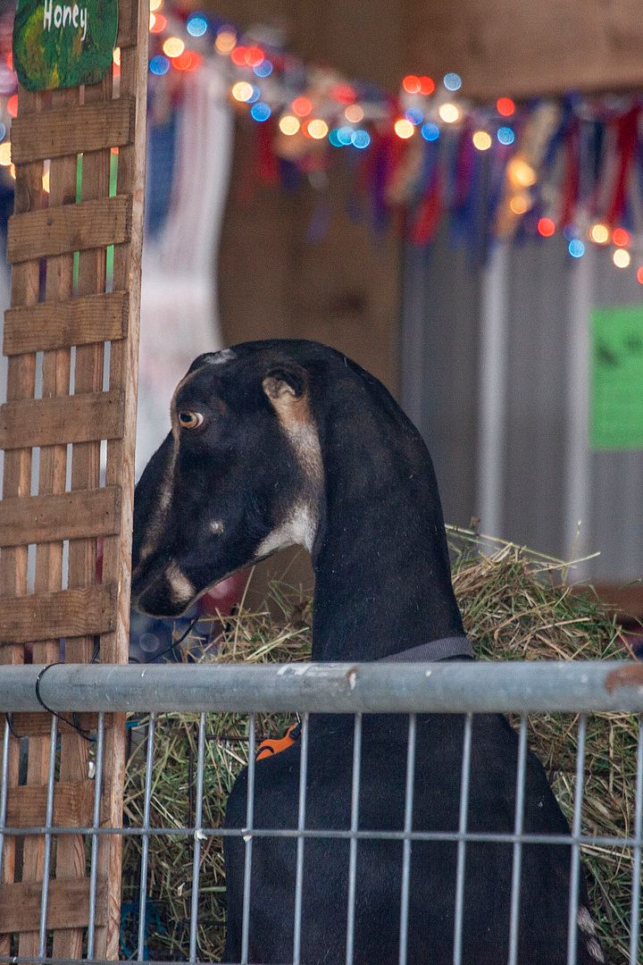 Pacific County Fair Event Details | Washington | 360-942-3713