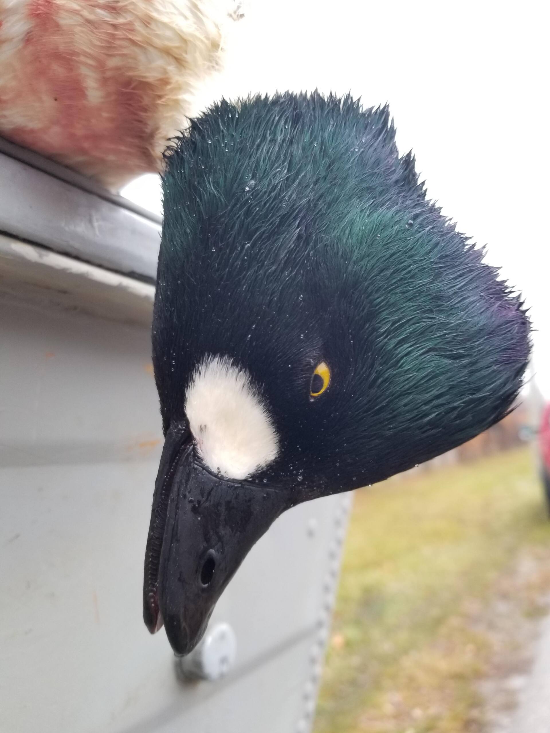 Layout Boat Hunts for Sea Ducks - Big Water Waterfowl Hunting
