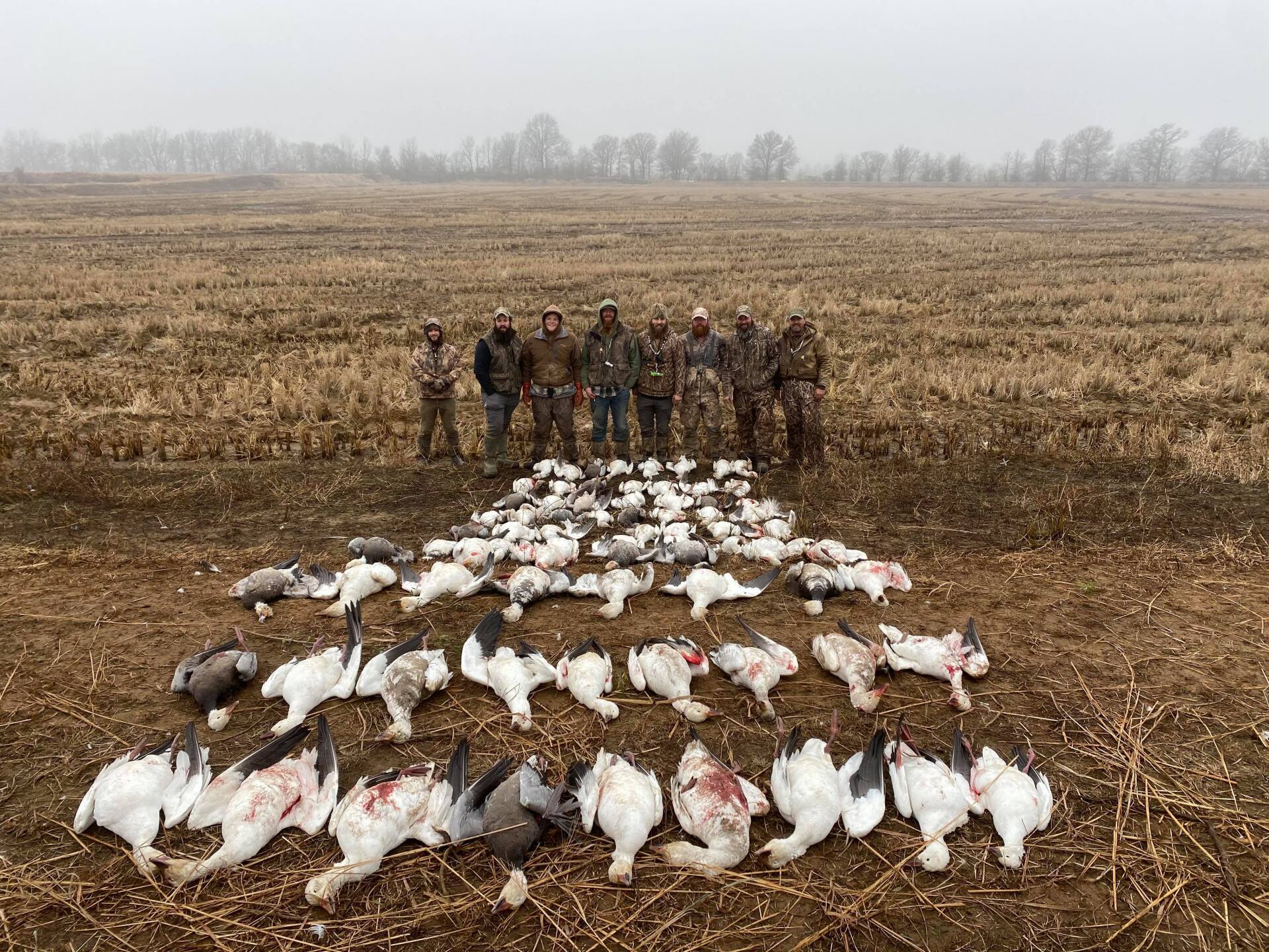Arkansas Snow Goose Hunts - Spring Goose Hunting