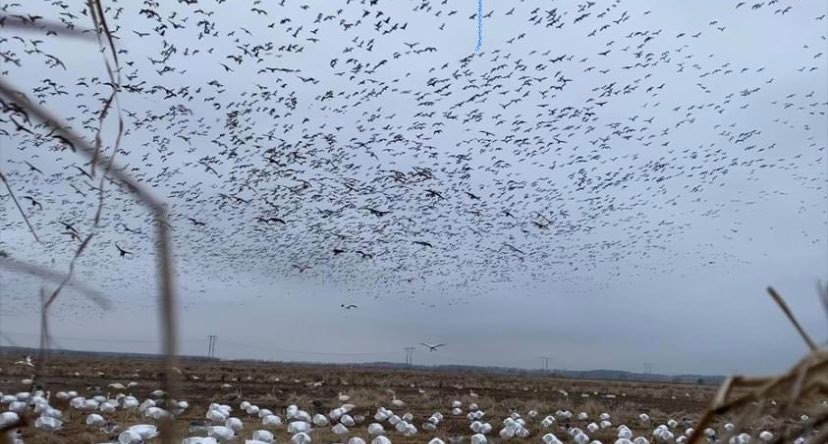Arkansas Snow Goose Hunts - Spring Goose Hunting
