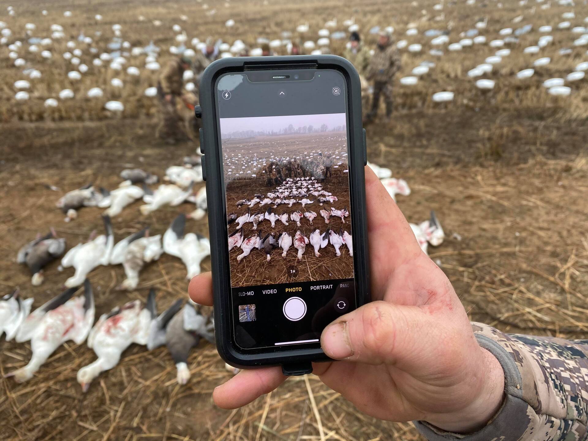 Arkansas Snow Goose Hunts - Spring Goose Hunting