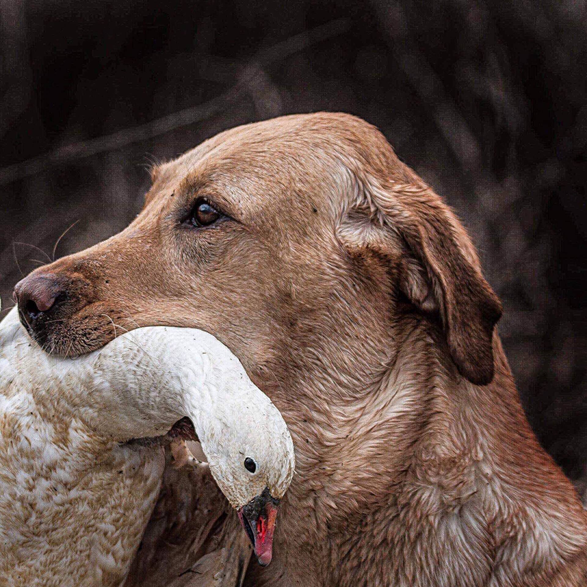Arkansas Snow Goose Hunts - Spring Goose Hunting