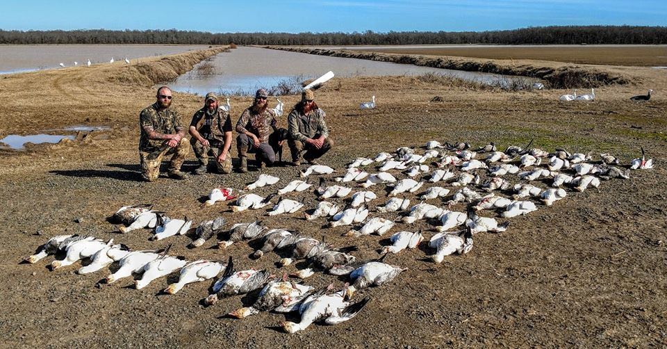 Arkansas Snow Goose Hunts - Spring Goose Hunting