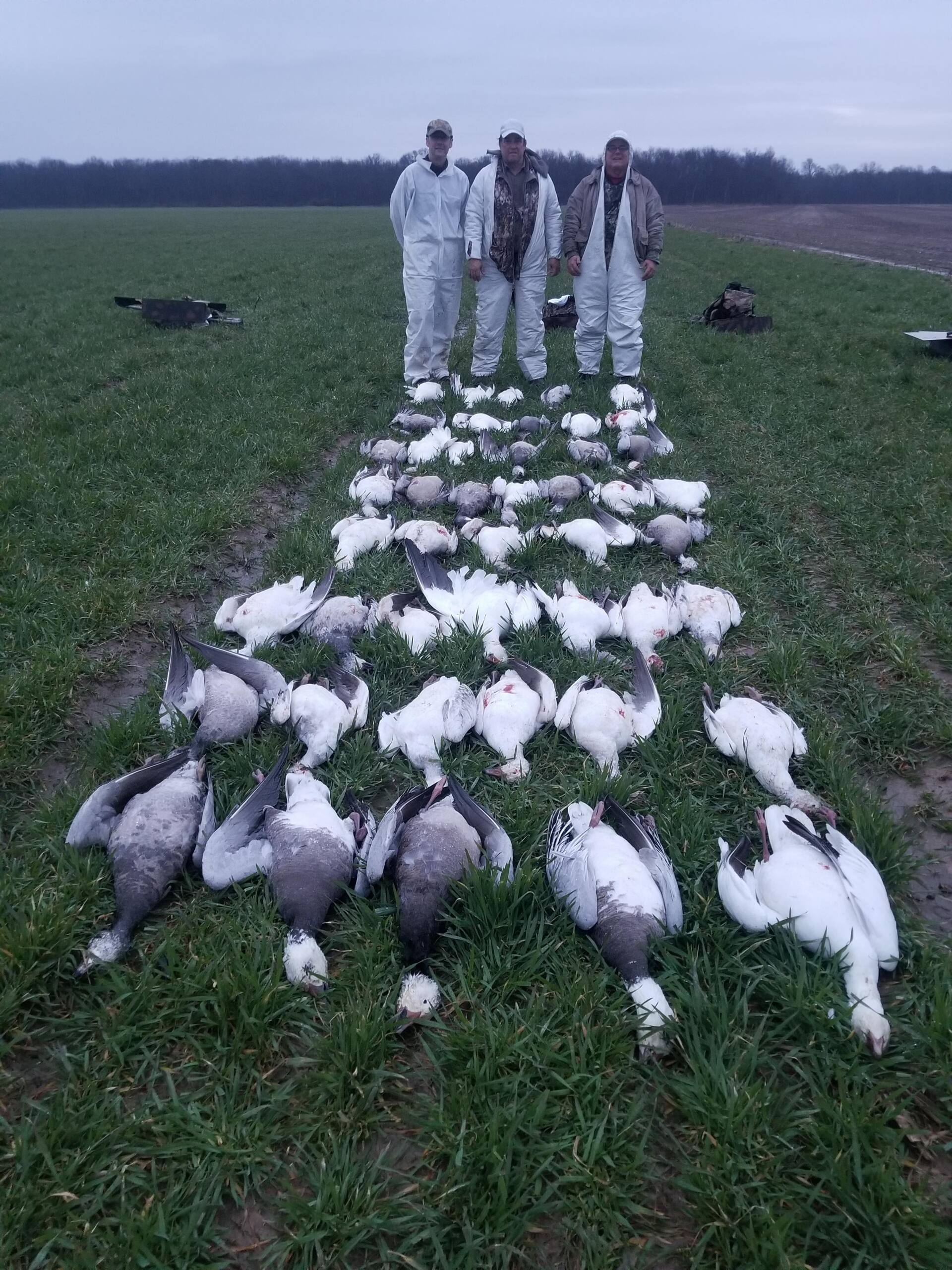 Arkansas Snow Goose Hunts - Spring Goose Hunting