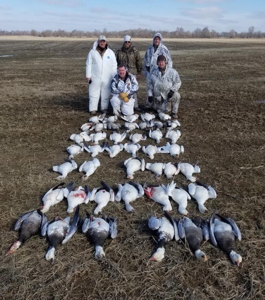 Arkansas Snow Goose Hunts - Spring Goose Hunting