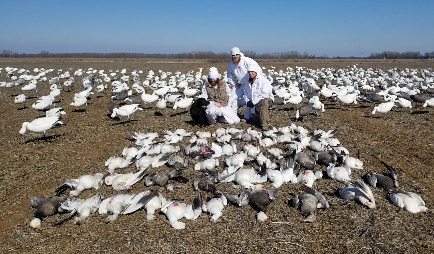 Arkansas Snow Goose Hunts - Spring Goose Hunting