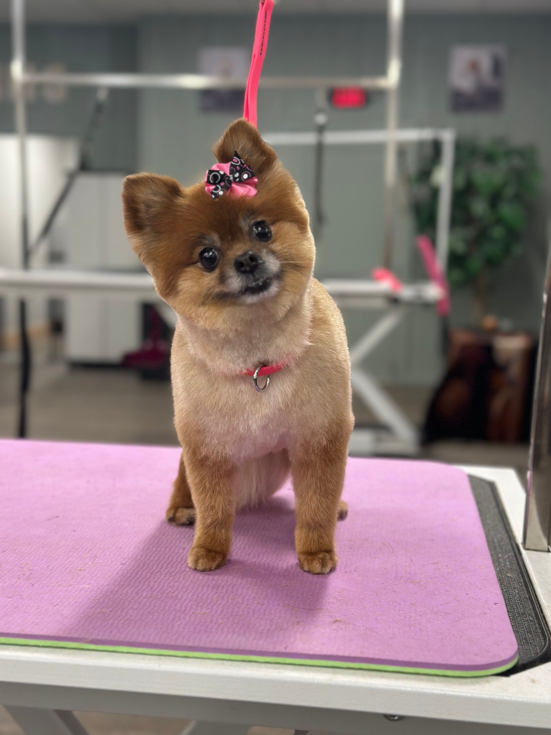 Pet Grooming | Fancy Paws Salon | Lake Wylie, SC