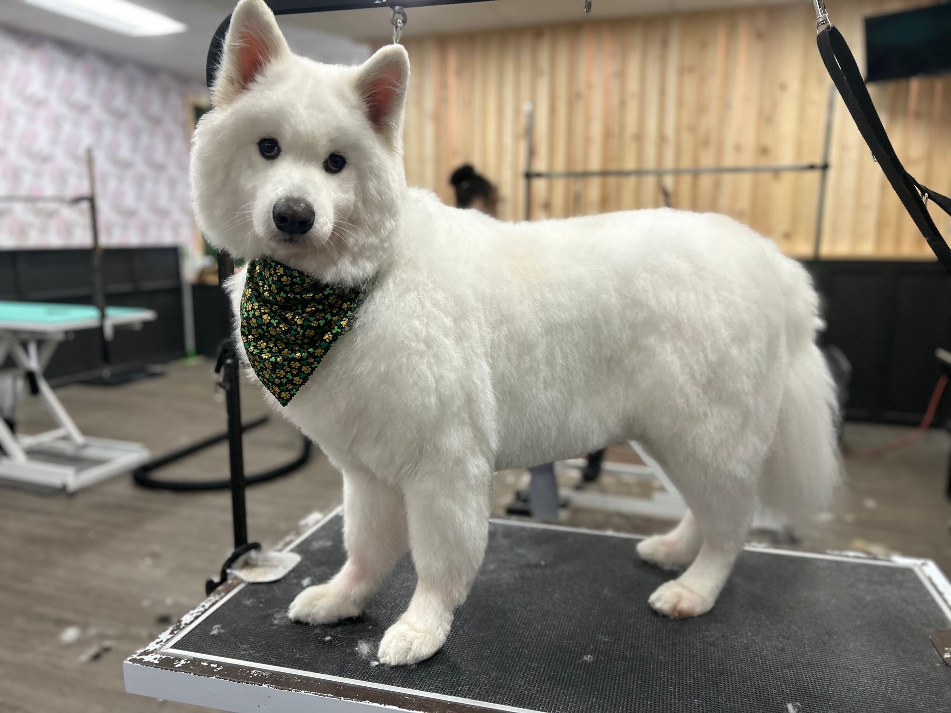 Pet Grooming Gallery | Fancy Paws | Lake Wylie, SC