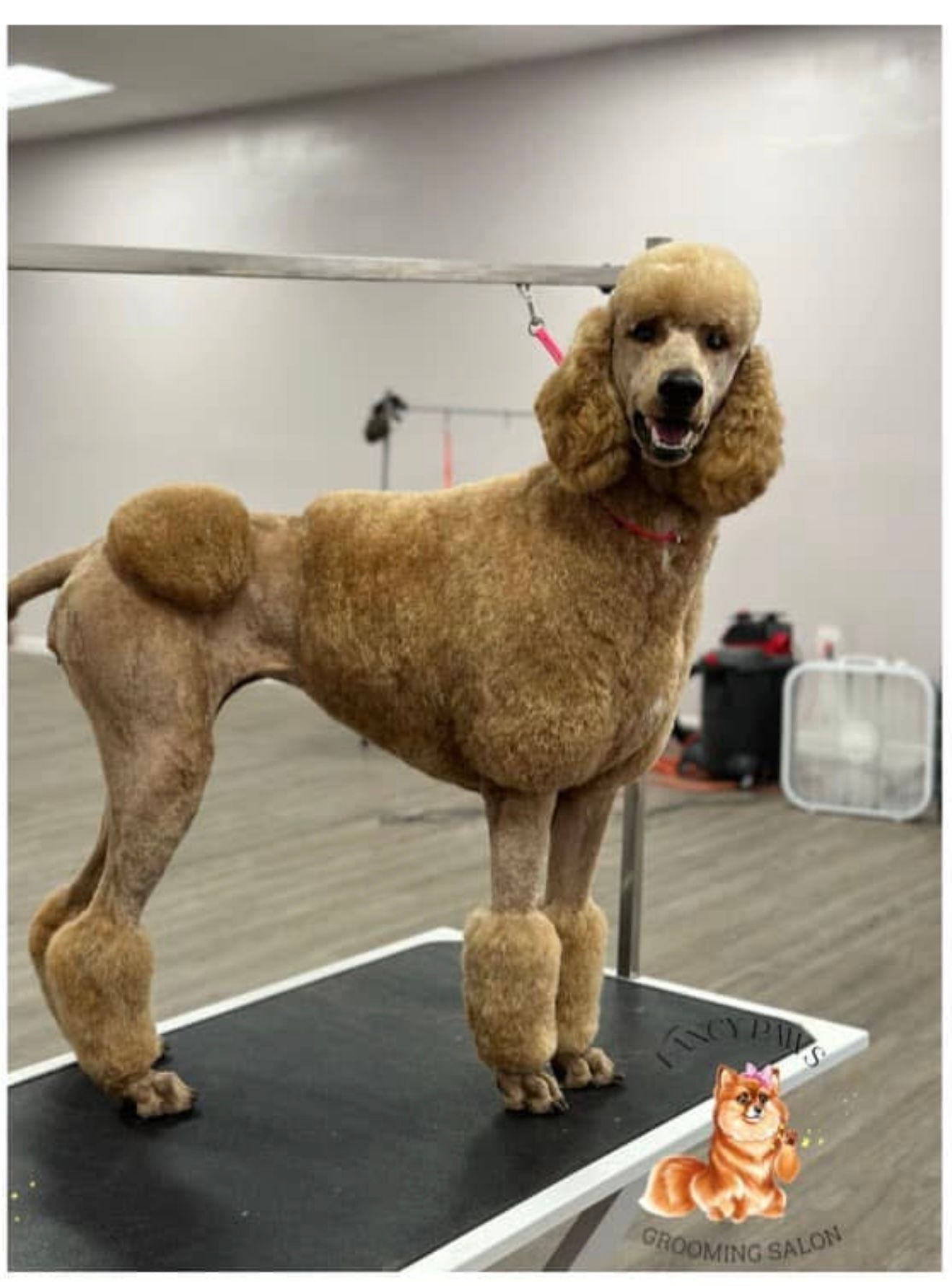 Pet Grooming Gallery | Fancy Paws | Lake Wylie, SC