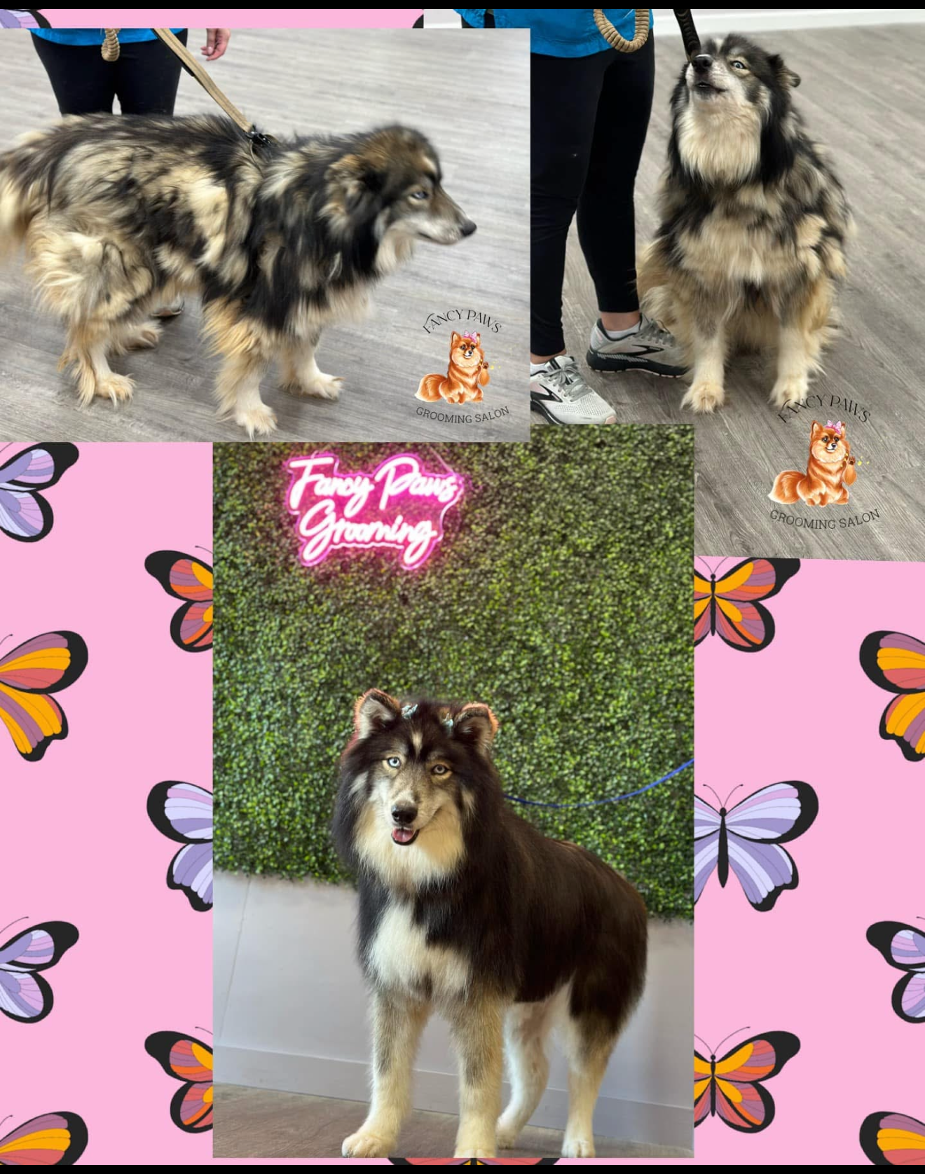 Pet Grooming Gallery | Fancy Paws | Lake Wylie, SC