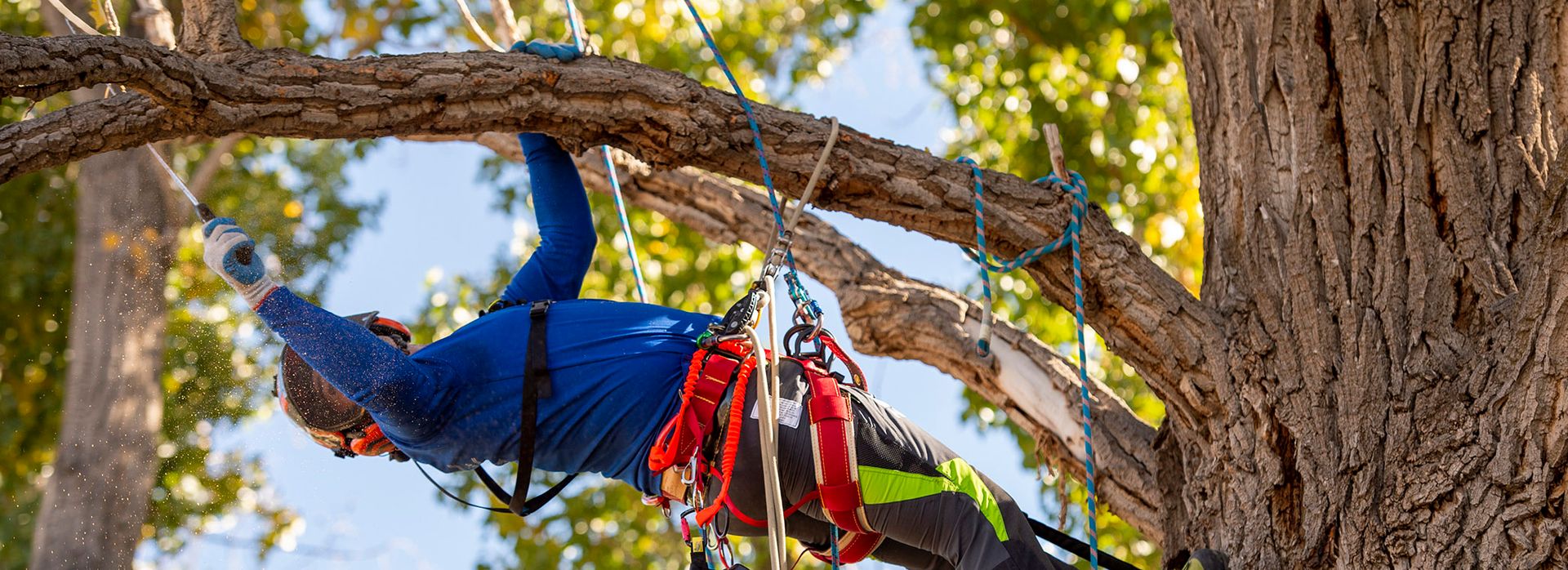 The Arborist’s Guide to Tree Climbing: Mastering Techniques & Safety