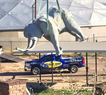 Enzo the Elephant – Lubbock, TX – A.S. Dent Shop LLC
