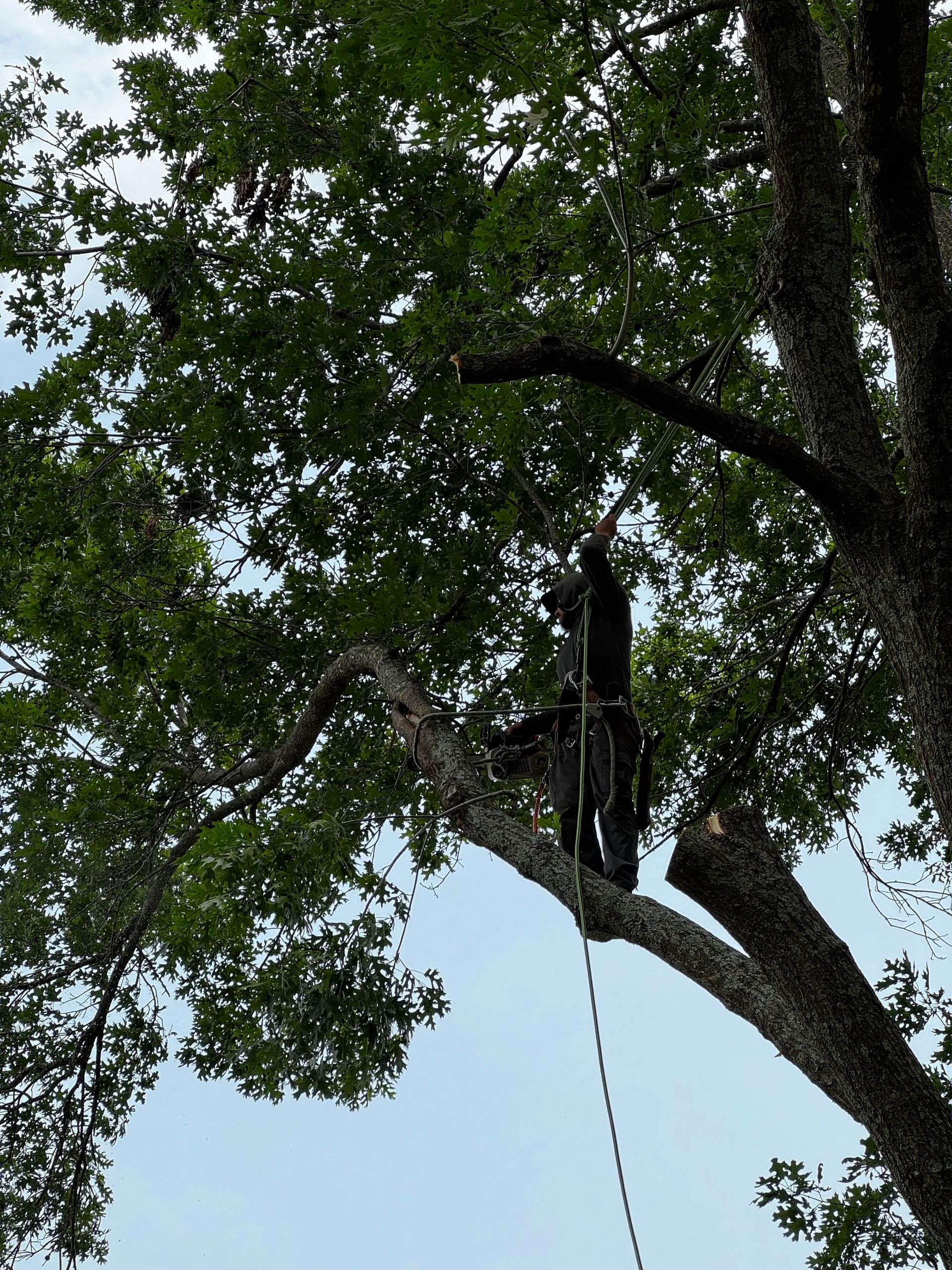 Manuel Cabrera Tree Service - Collin County's Tree Guys