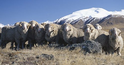 new pepi-pod sleep space with windows safe sleep vulnerable babies