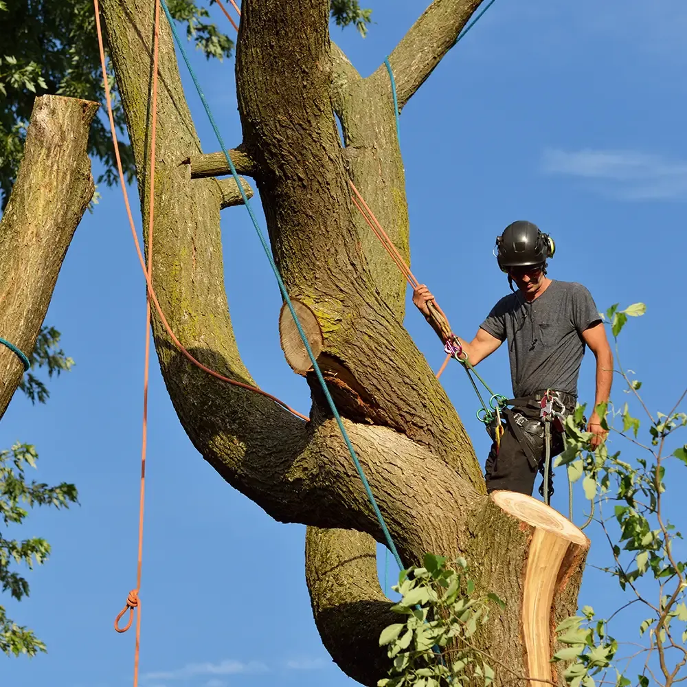 Tree Service Fairfax VA | Stokes Tree Solutions