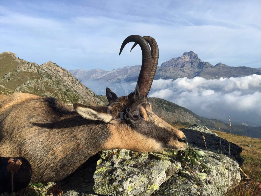 Alpine hunting | Piedmont | G&G Hunting Services