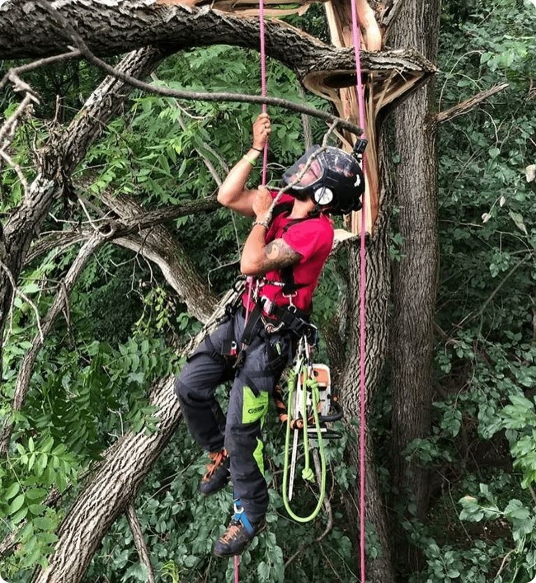 Tree Removal | Viking Tree Service LLC | Shepherdstown, WV