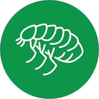 Expert Natural Pest Control in Reno, NV | Natura Pest Control