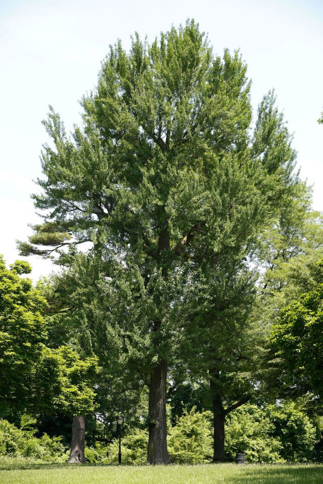 Crocheron Arboretum: John Golden