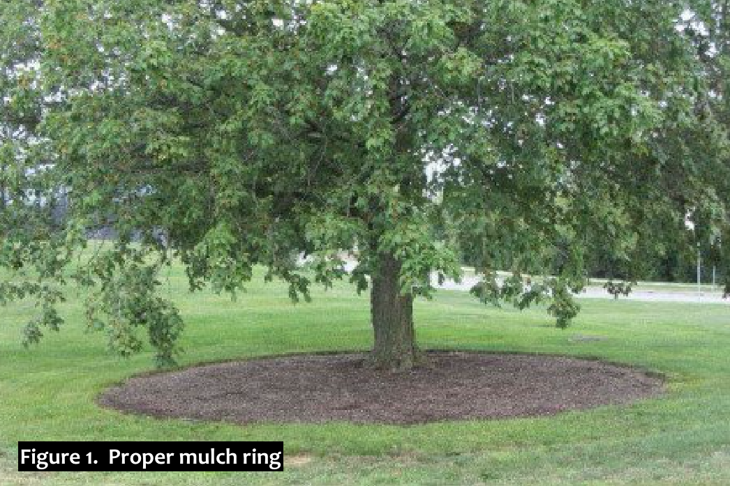 URBAN TREE CARE: First, Do No Harm.