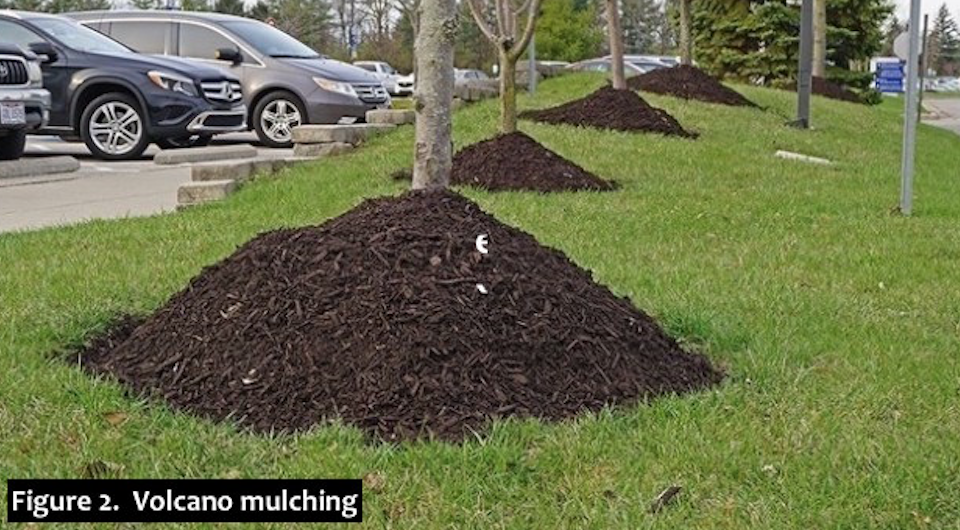 URBAN TREE CARE: First, Do No Harm.