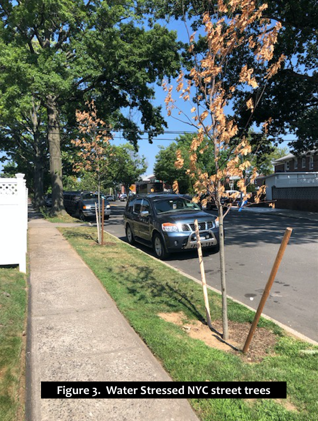 URBAN TREE CARE: First, Do No Harm.