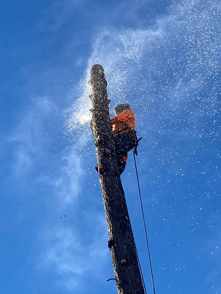 Top Rated Tree Removal Service in Grants Pass, Oregon