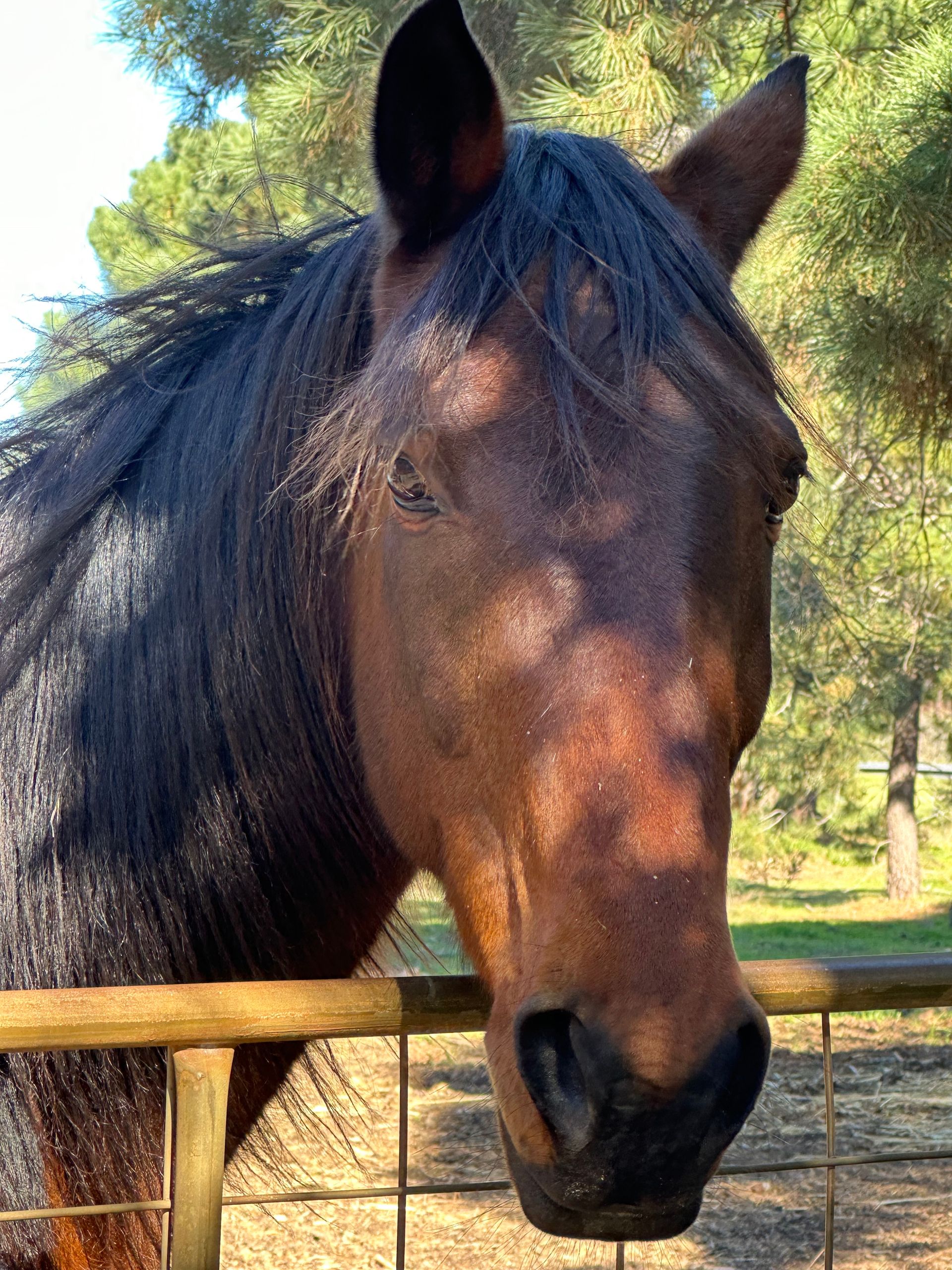 The Horses of RDA Capricorn
