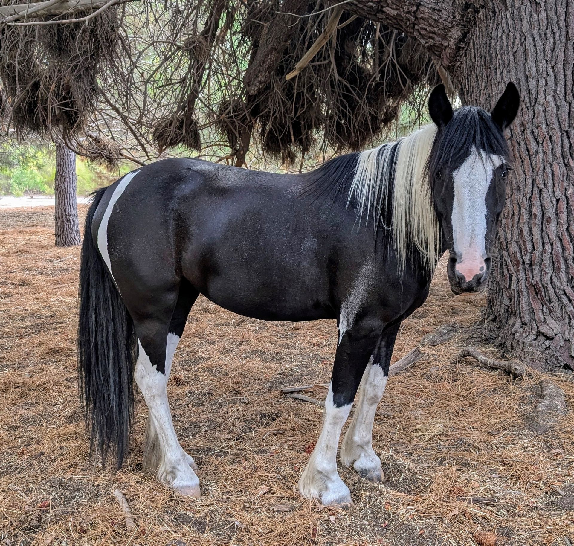 The Horses of RDA Capricorn
