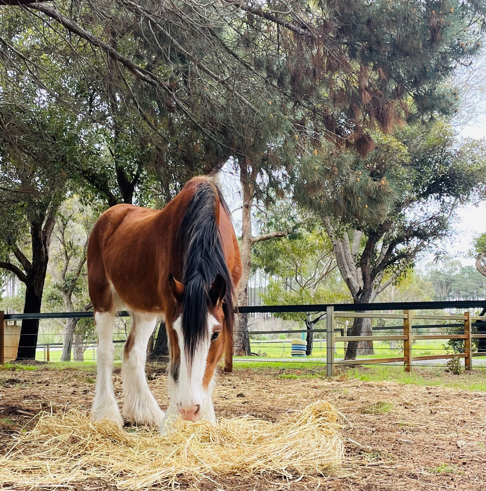The Horses of RDA Capricorn