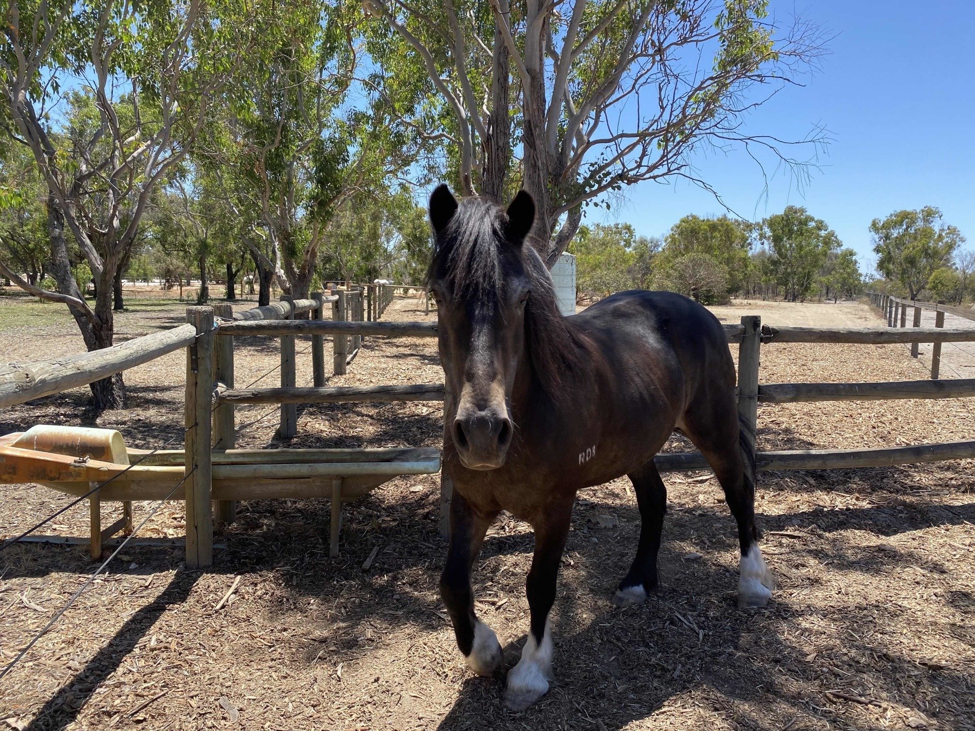 Sponsor a Horse at RDA Capricorn