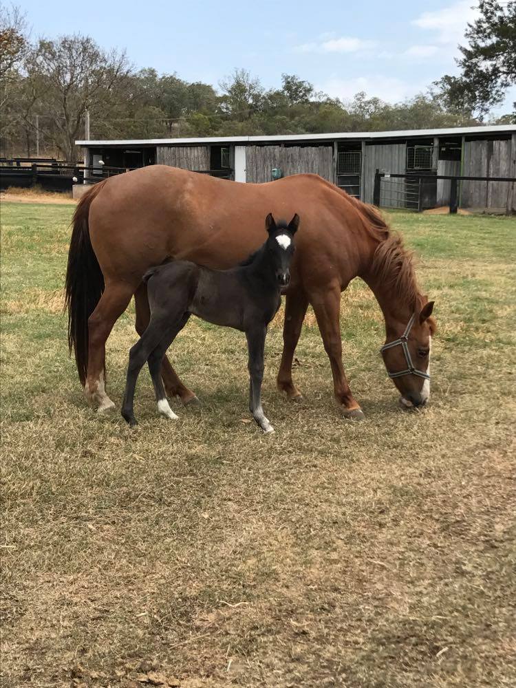 About us - Equivet Breeding Centre