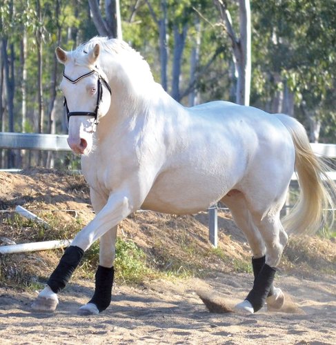 Cremello Warmblood