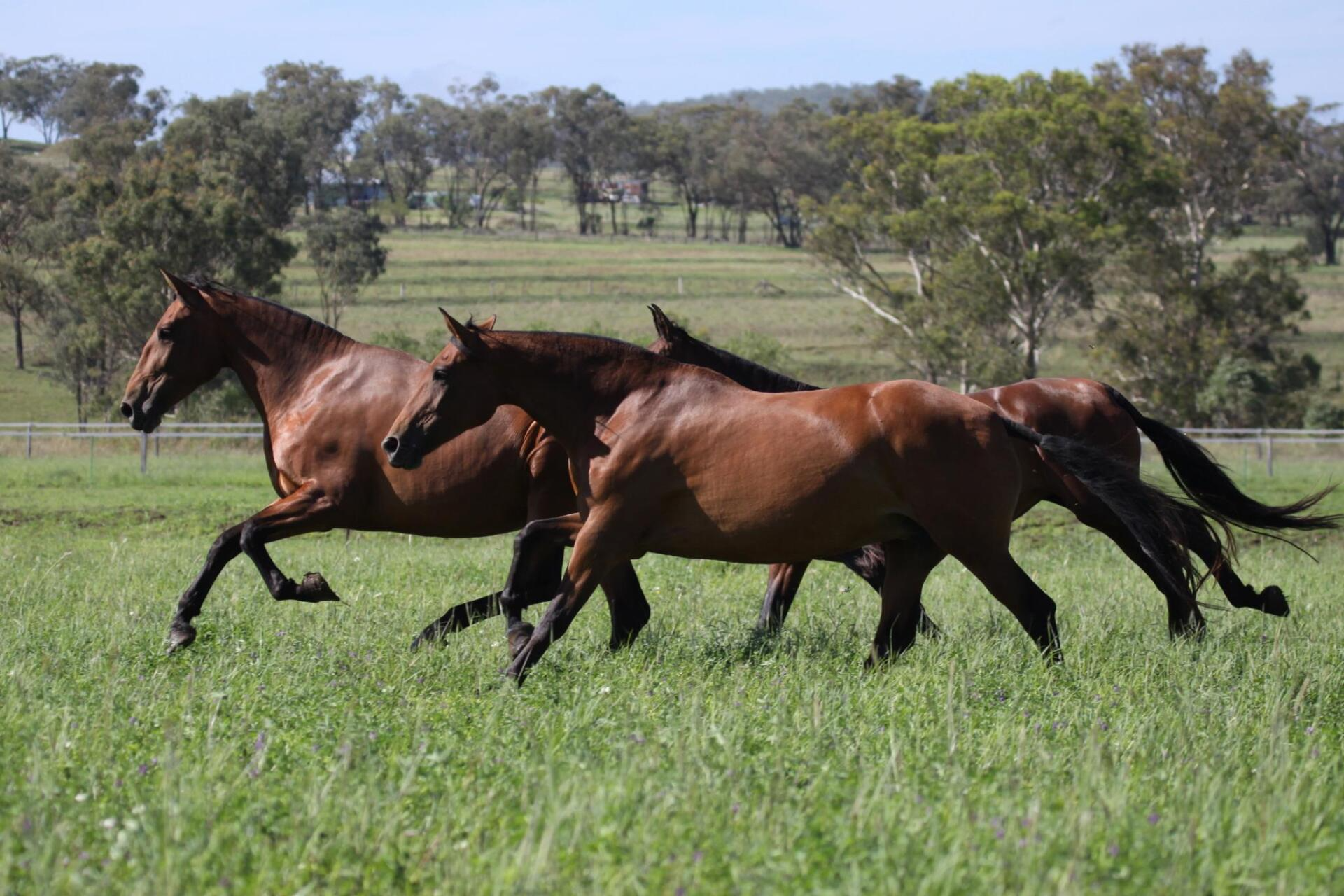 Hold Your Horses - What to expect from mares in spring