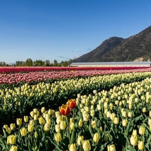 Hotels in Chilliwack, BC | Vedder River Inn