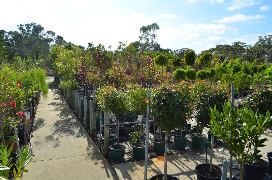 Contact Advanced Nursery | Perth